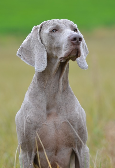 Sidney Dianas Argentum "Sára" :: SilverImage