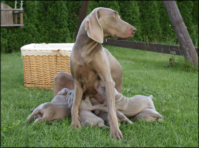 Vrh A :: SilverImage