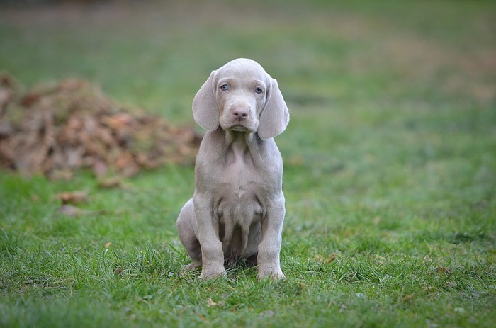 47.den :: SilverImage